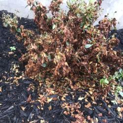Ask a Question forum: Azalea red red bush is dying - Garden.org