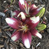 Lily (Lilium 'Push Off') in the Lilies Database - Garden.org