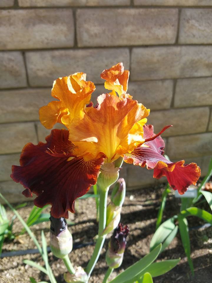 Photo of the bloom of Tall Bearded Iris (Iris 'Solar Fire') posted by ...