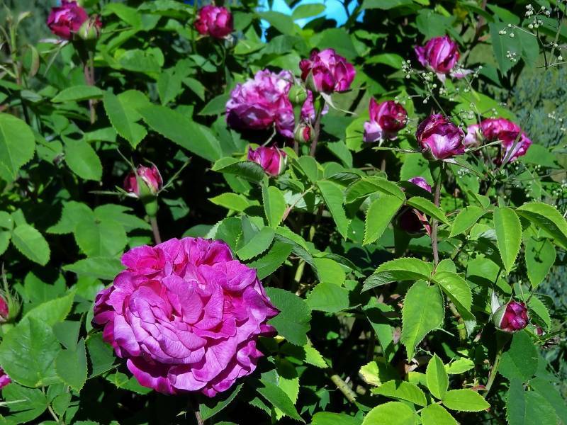 Photo of the entire plant of Rose (Rosa 'Reine des Violettes') posted ...