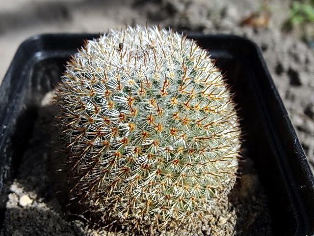 Photo of the entire plant of Caca de Burro (Mammillaria haageana) posted by Orsola - Garden.org