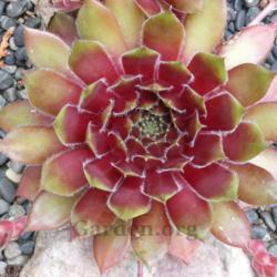 Hen and Chicks (Sempervivum 'Kip') in the Sempervivum Database - Garden.org