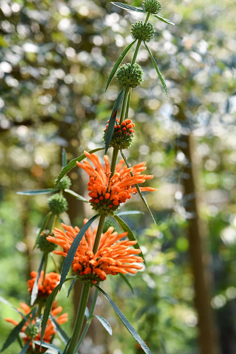 Lions Tail: Plant Care and Collection of Varieties - Garden.org