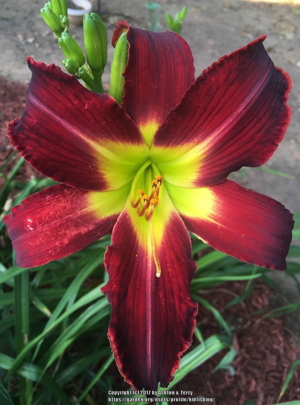 Photo of the bloom of Daylily (Hemerocallis 'Red Sally') posted by ...