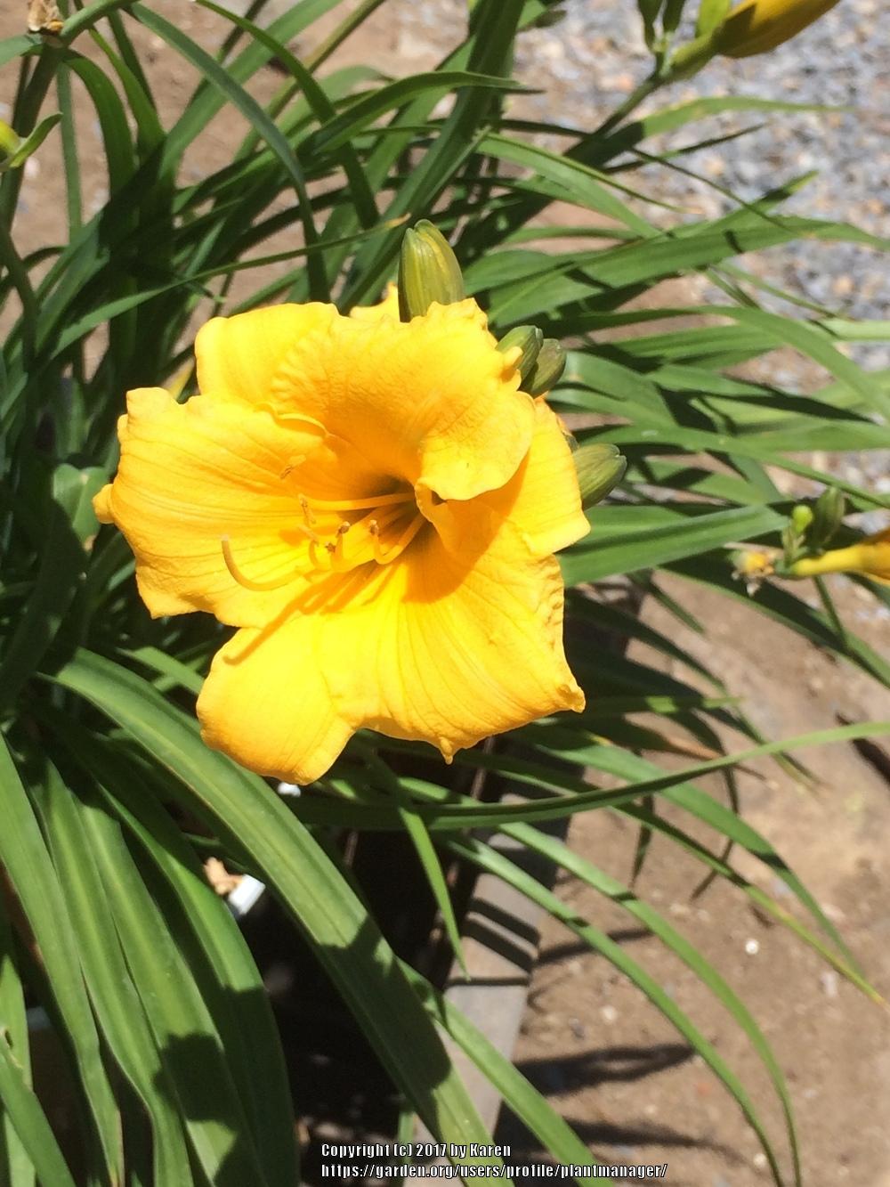 Photo of the bloom of Daylily (Hemerocallis 'Big Time Happy') posted by ...