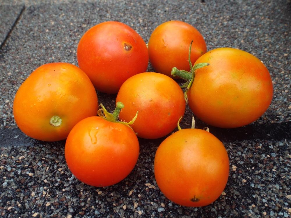 Photo of the fruit of Tomato (Solanum lycopersicum '42 Days') posted by ...