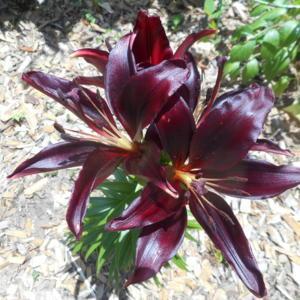 Lily (Lilium 'Nightrider') in the Lilies Database - Garden.org