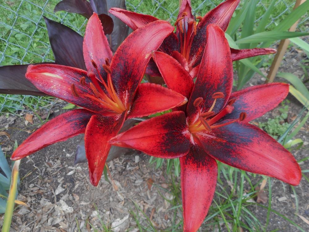 Lily (Lilium 'London Heart') in the Lilies Database - Garden.org