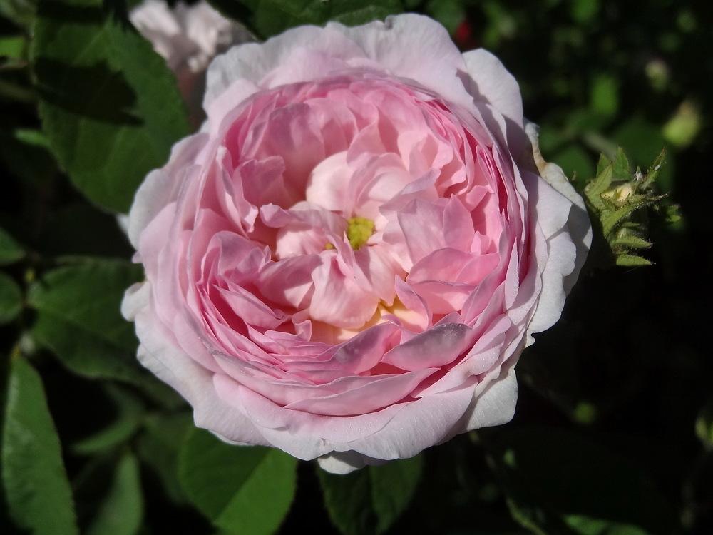 Rose (Rosa 'Reine de Perse') in the Roses Database - Garden.org