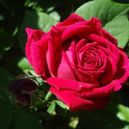 Rose (Rosa 'Eclair') in the Roses Database - Garden.org