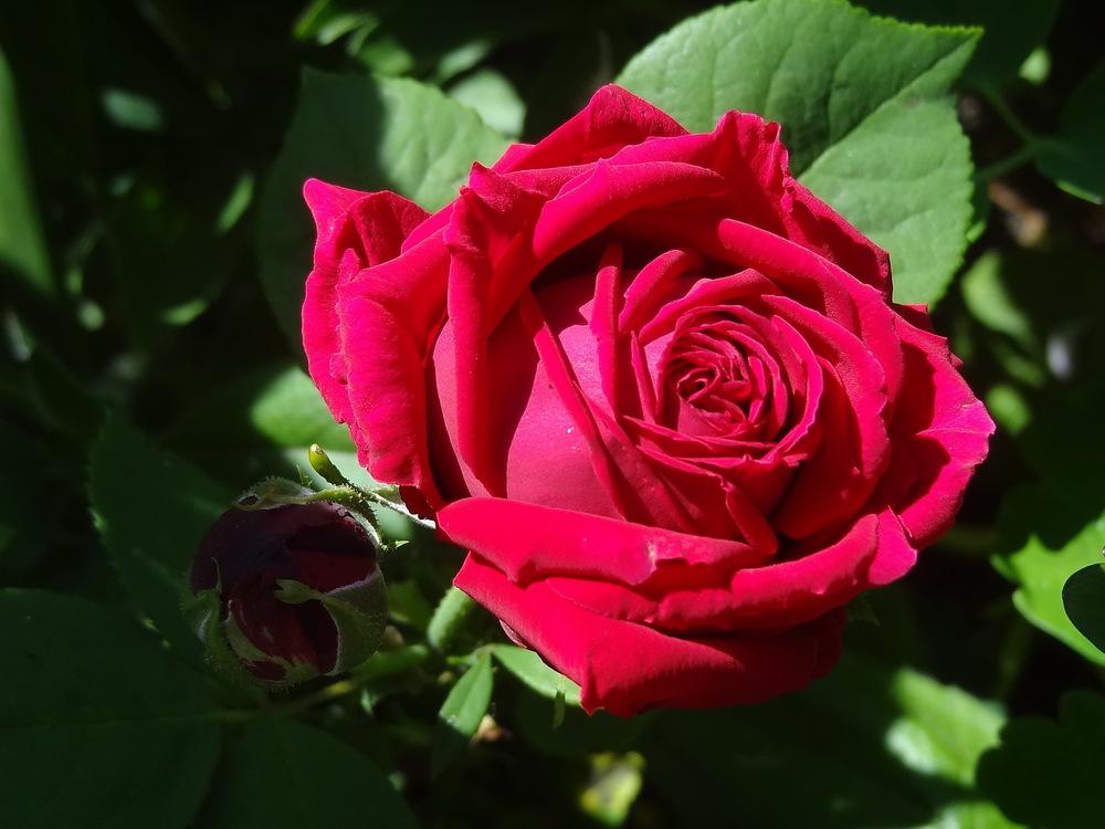 Rose (Rosa 'Eclair') in the Roses Database - Garden.org