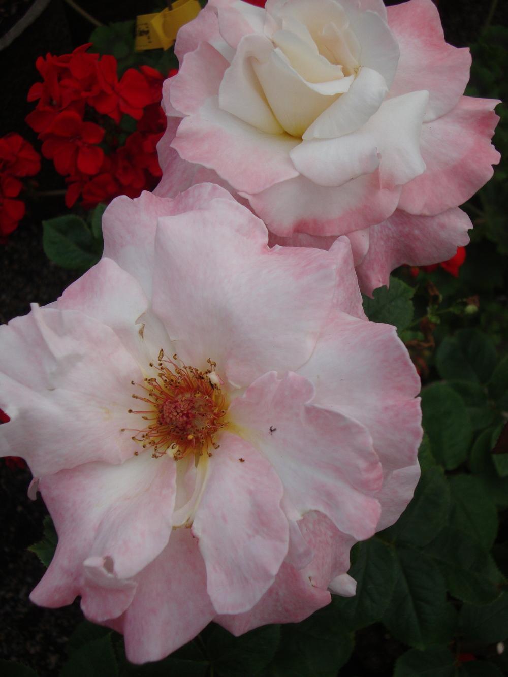 Photo of the bloom of Rose (Rosa 'Secret') posted by Paul2032 - Garden.org