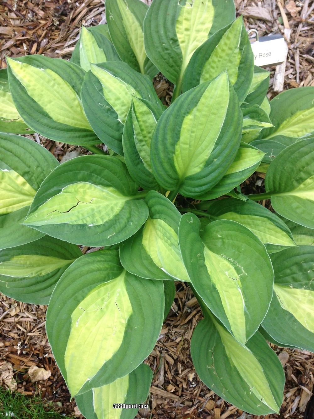Hosta 'Gypsy Rose' in the Hostas Database - Garden.org