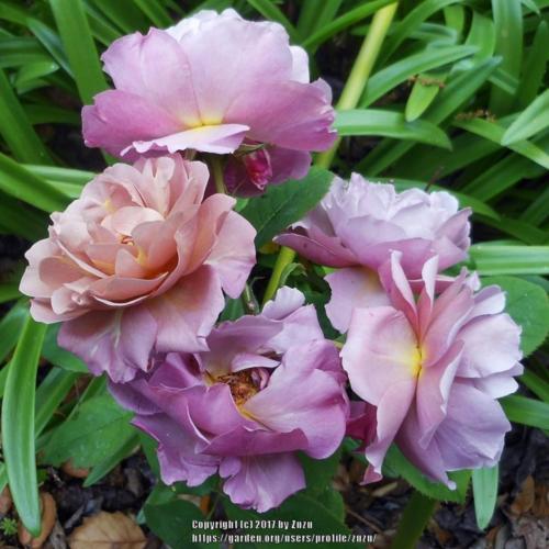 Rose (Rosa 'Lavender Pinocchio') in the Roses Database - Garden.org