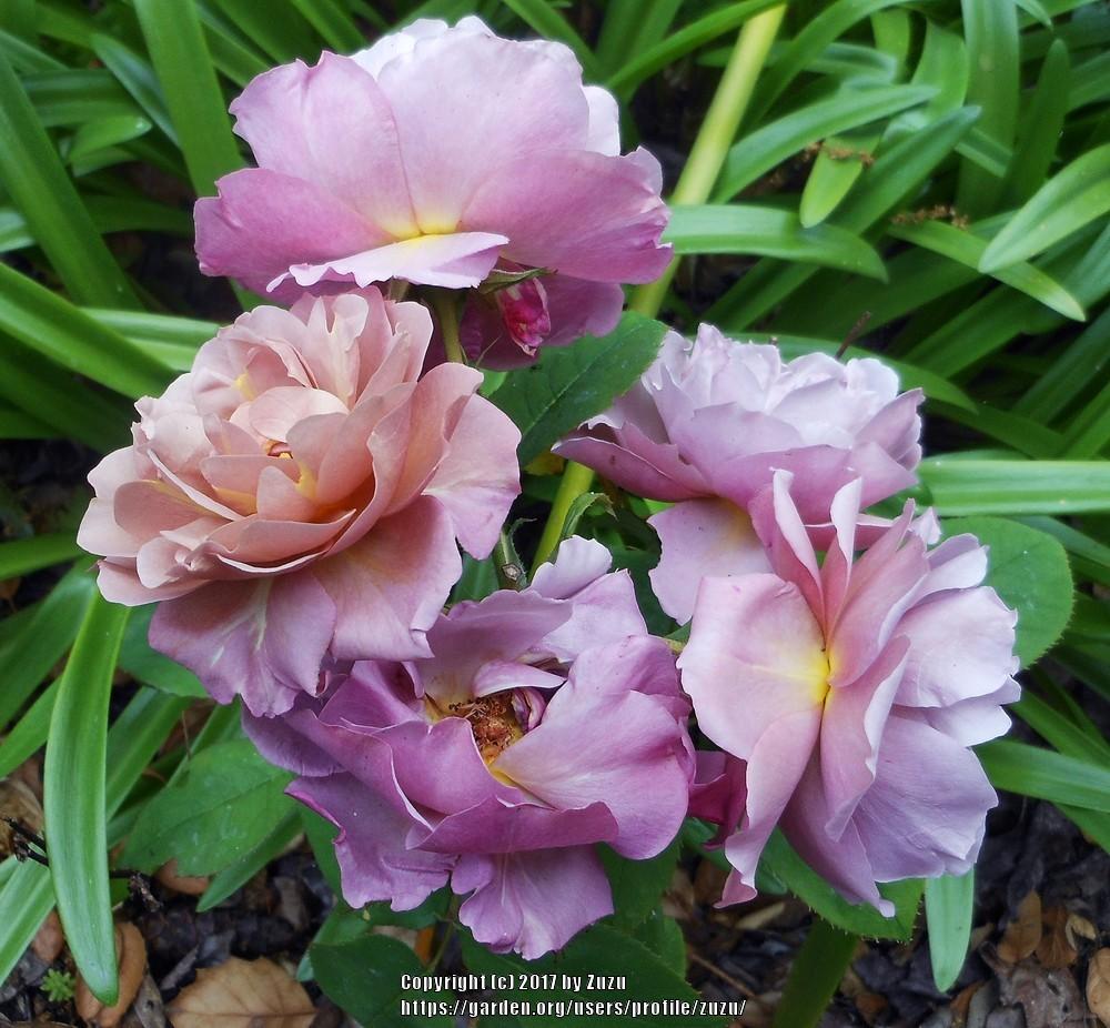 Rose (Rosa 'Lavender Pinocchio') in the Roses Database - Garden.org