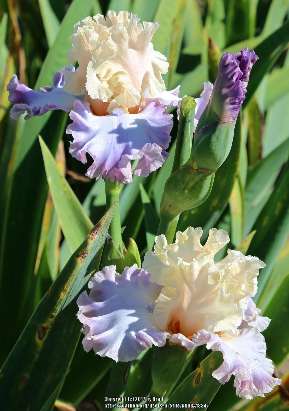 Photo of the bloom of Tall Bearded Iris (Iris 'Mango Meltdown') posted by ARUBA1334 - Garden.org