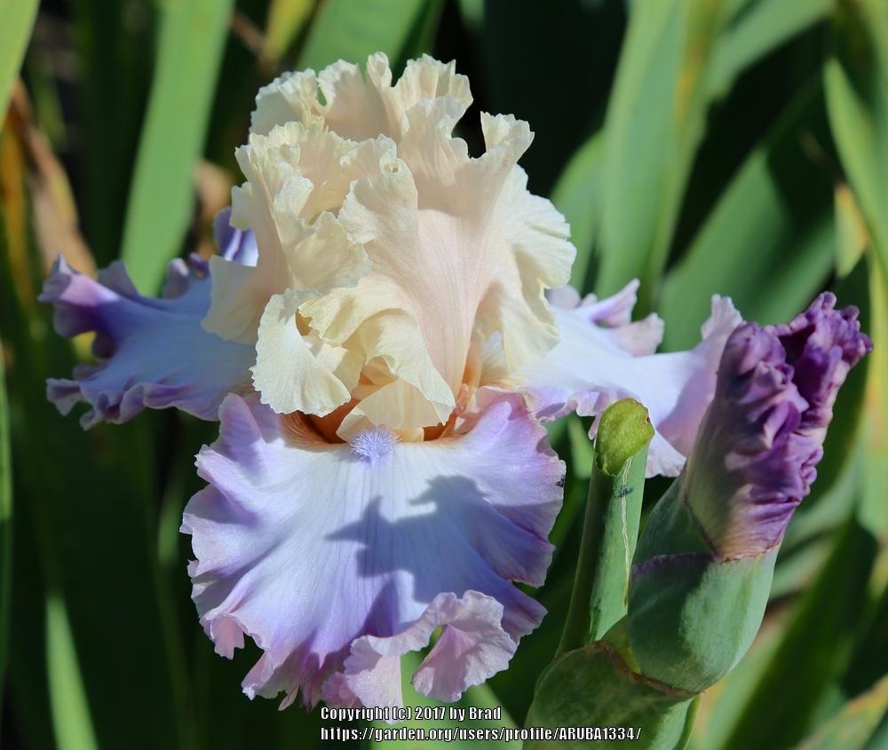 Photo of the bloom of Tall Bearded Iris (Iris 'Mango Meltdown') posted by ARUBA1334 - Garden.org