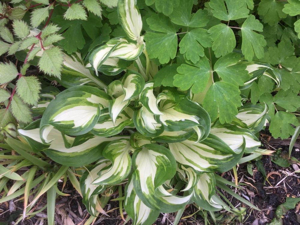 Hosta 'Undulata Variegata' in the Hostas Database - Garden.org