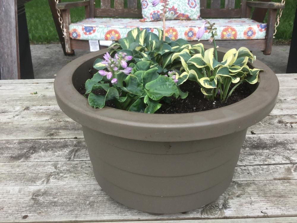 Show Off Your Mini Hosta Containers! in the Hostas forum - Garden.org