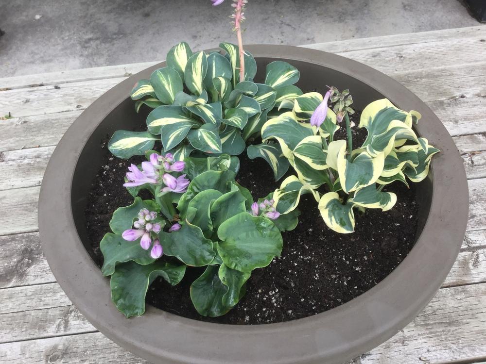 Show Off Your Mini Hosta Containers! in the Hostas forum - Garden.org