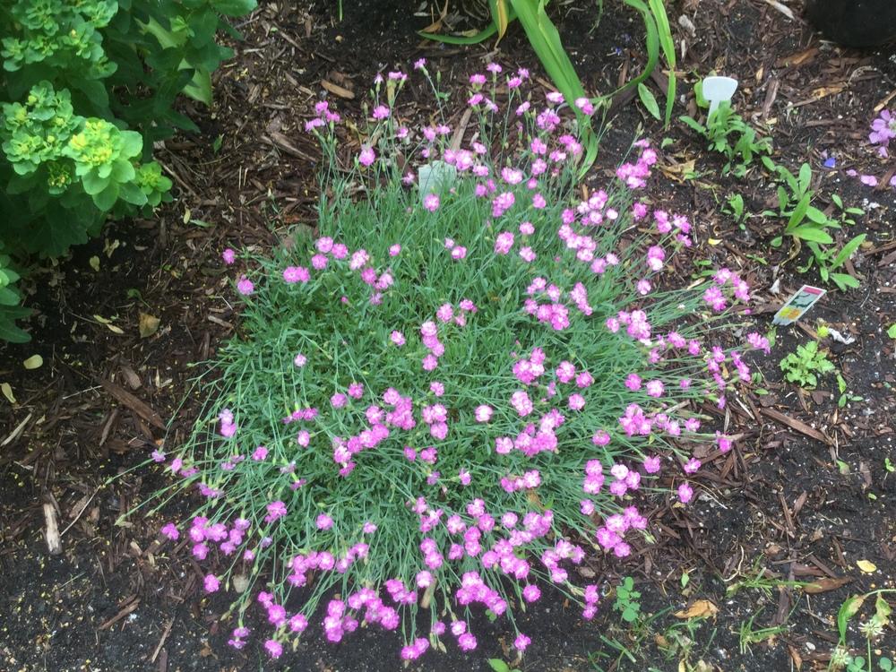 Photo of the entire plant of Cheddar Pink (Dianthus gratianopolitanus ...