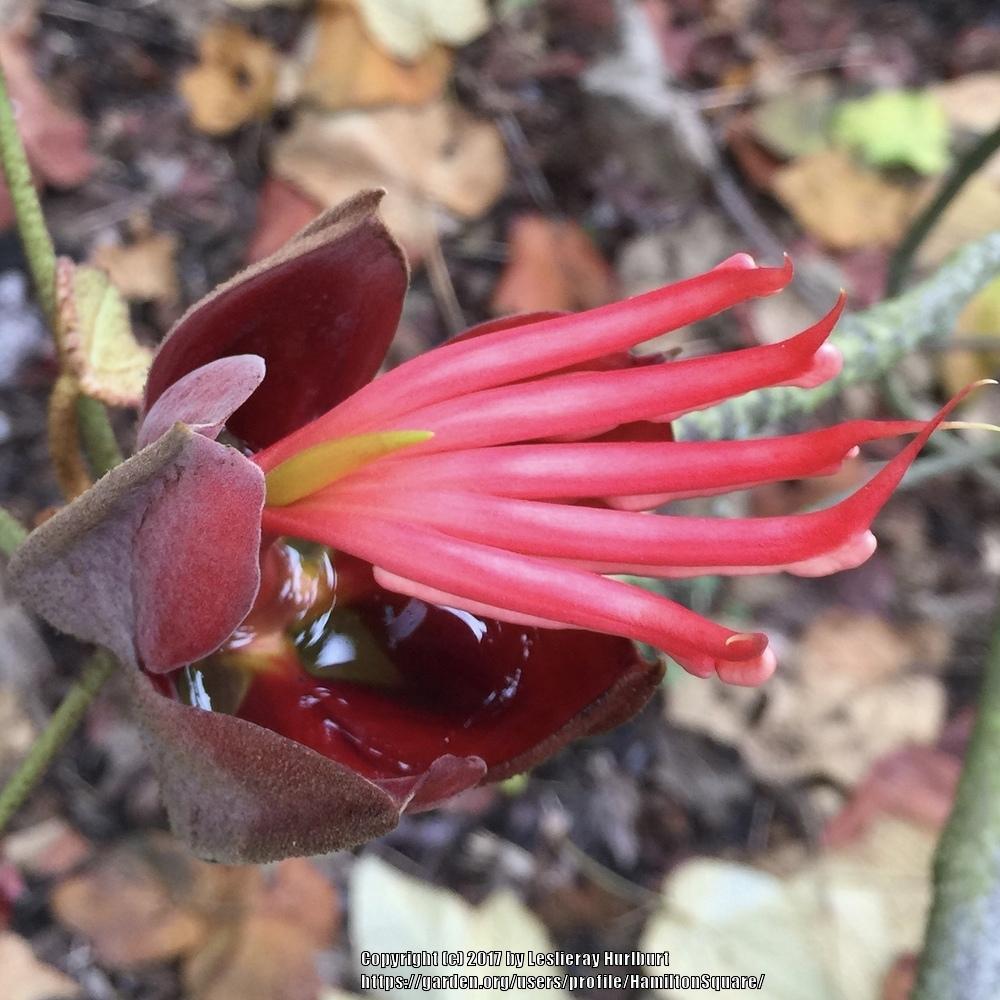 Photo of the bloom of Monkey Hand Tree (Chiranthodendron pentadactylon ...