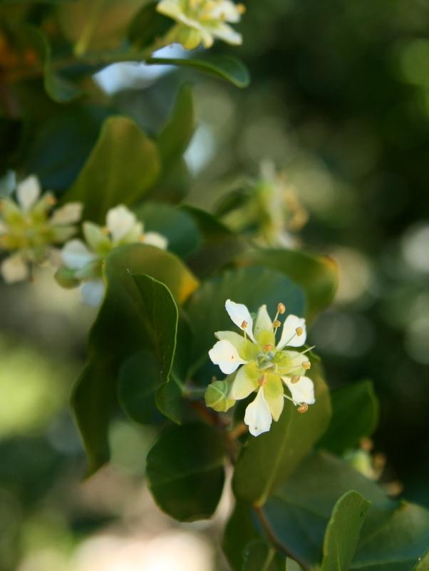 Photo of the bloom of Soap Bark Tree (Quillaja saponaria) posted by ...