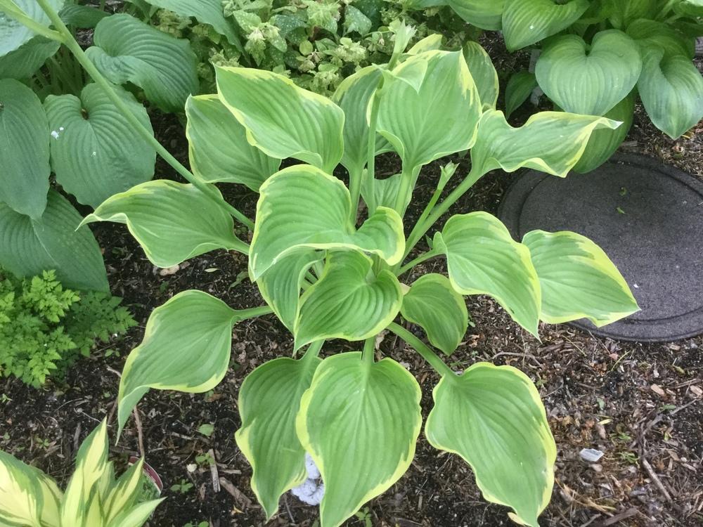 Photo of the entire plant of Hosta 'Victory' posted by DebbieC - Garden.org