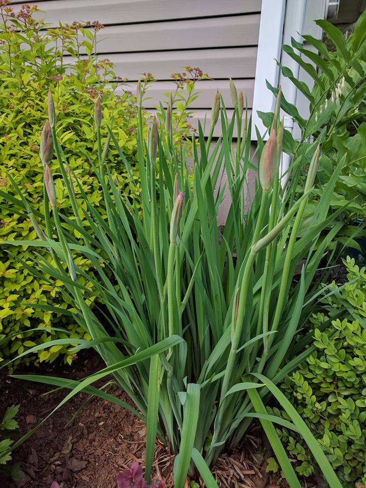 Photo of the entire plant of Siberian Iris (Iris 'Longfields Pink ...