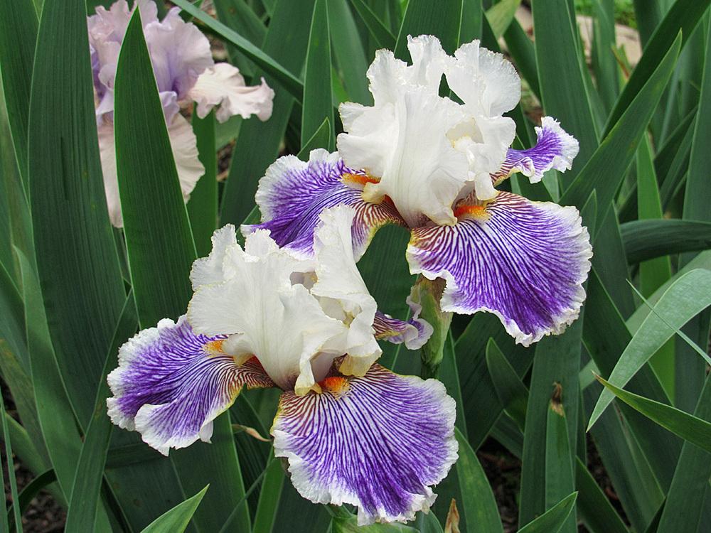 Tall Bearded Iris (Iris 'Tropical Cooler') in the Irises Database ...