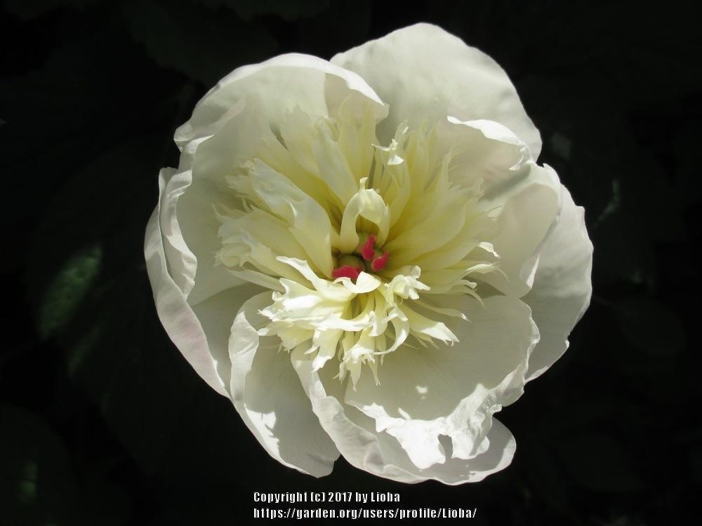 Photo of the bloom of Garden Peony (Paeonia lactiflora 'Immaculee ...