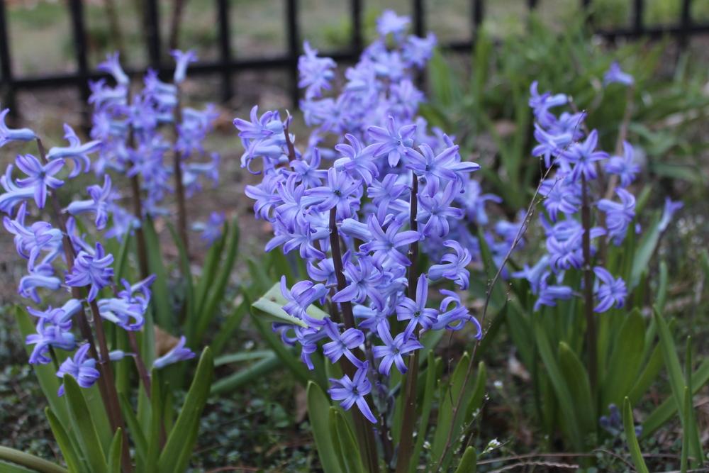Hyacinths: Plant Care and Collection of Varieties - Garden.org