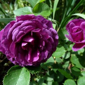 Rose (Rosa 'Minerva') in the Roses Database - Garden.org