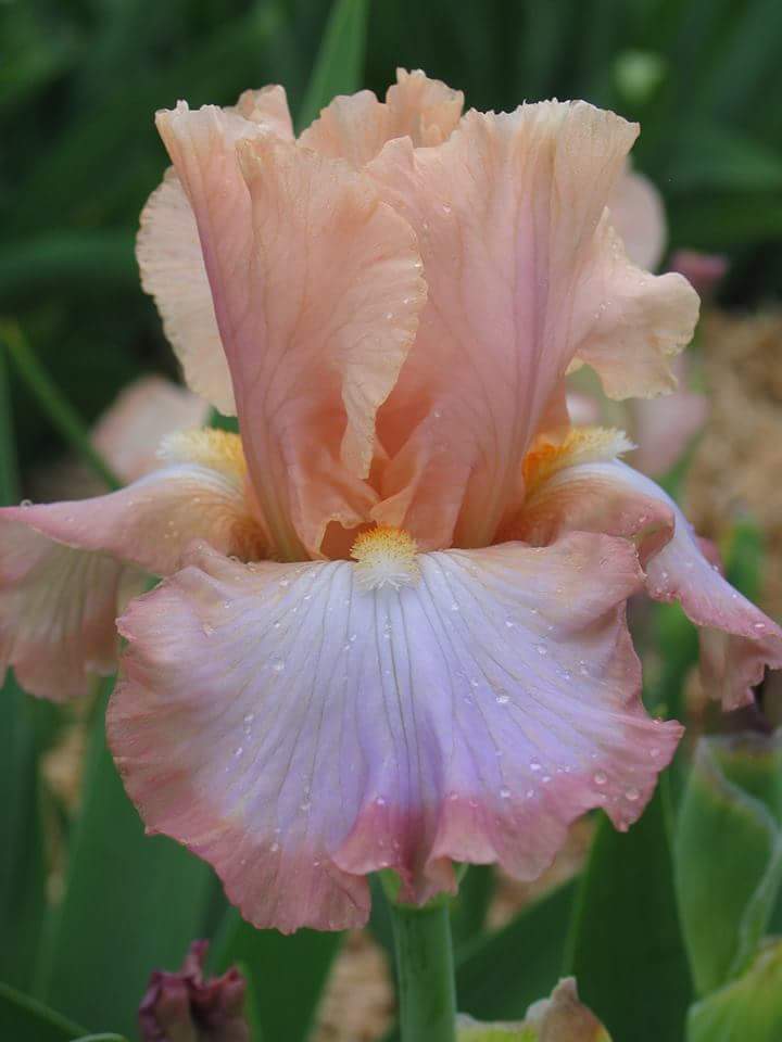 Tall Bearded Iris (Iris 'Nefertiti's Daughter') in the Irises Database ...