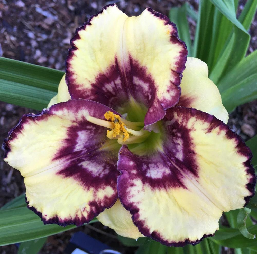 Daylilies: Plant Care and Collection of Varieties - Garden.org