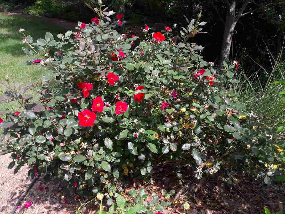 Photo of the entire plant of Rose (Rosa 'Miracle on the Hudson') posted ...