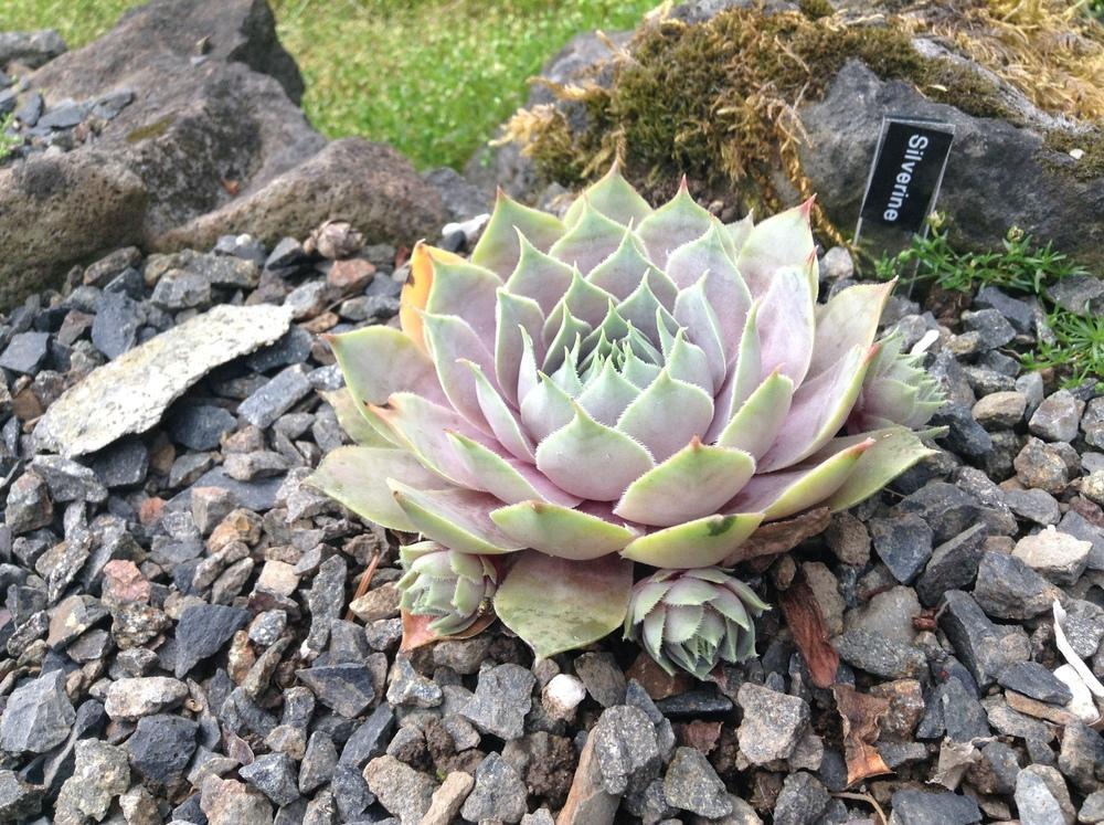 Photo of the entire plant of Hen and Chicks (Sempervivum 'Silverine ...