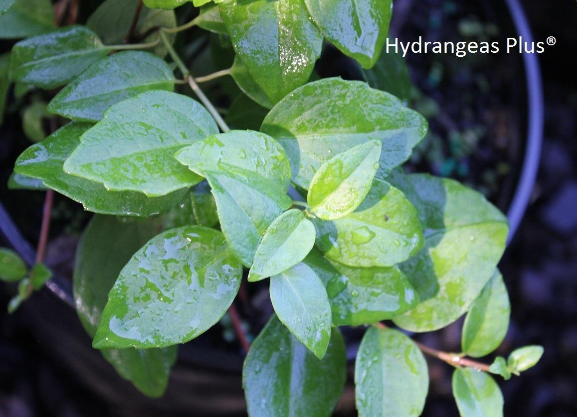 Climbing Hydrangea (Hydrangea barbara 'Barbara Ann') in the Hydrangeas ...
