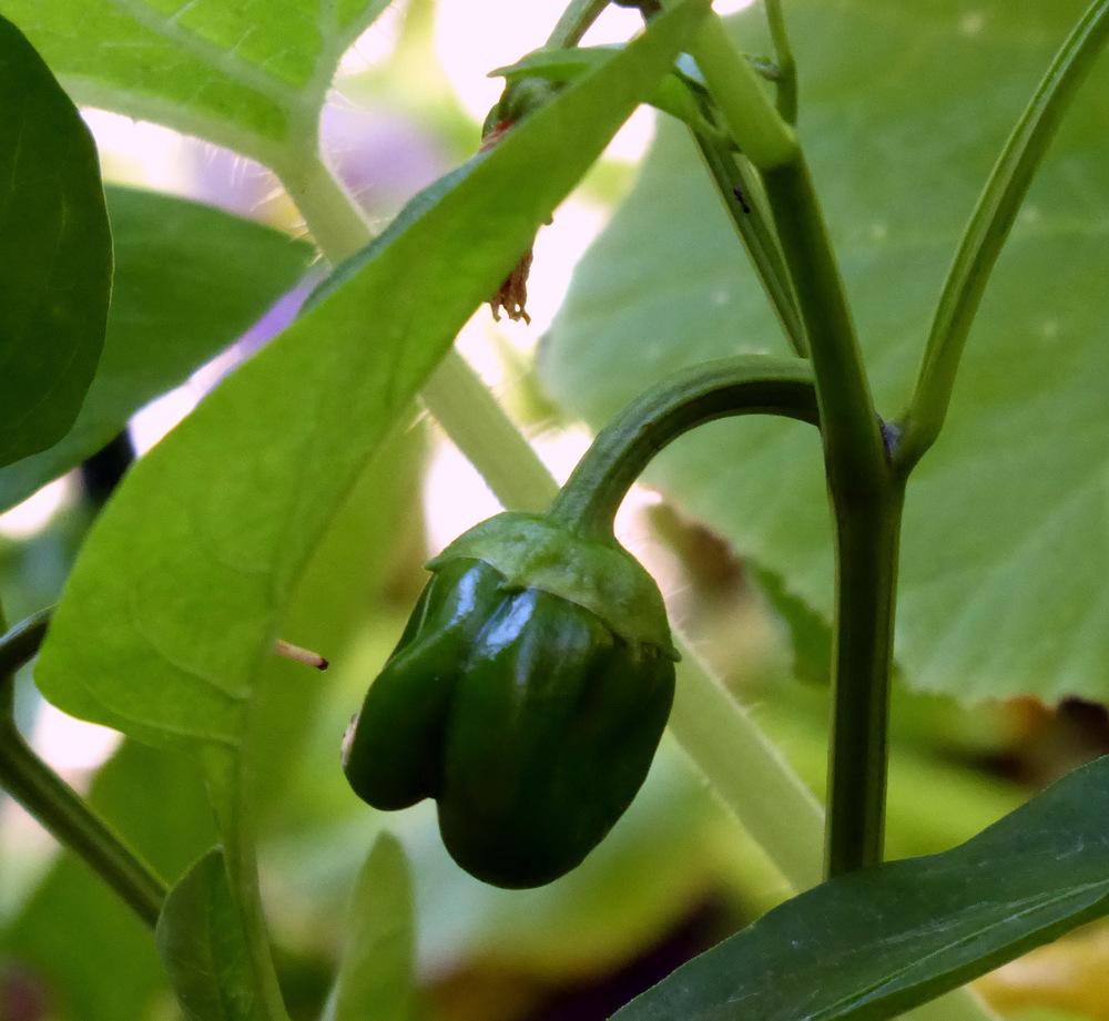 Bell Pepper (Capsicum annuum 'Jupiter') in the Peppers Database ...