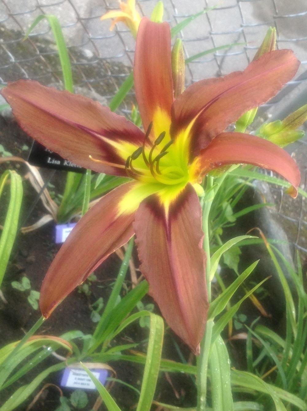 Photo of the bloom of Daylily (Hemerocallis 'Brown Exotica') posted by ...