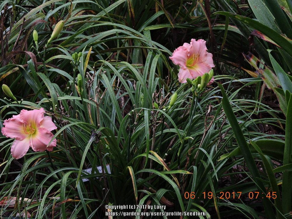 Daylily of the Day: Jolyene Nichole in the Plants of the Day forum ...