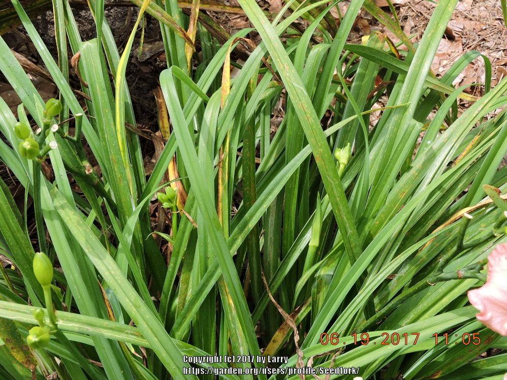 Daylily of the Day: Jolyene Nichole in the Plants of the Day forum ...