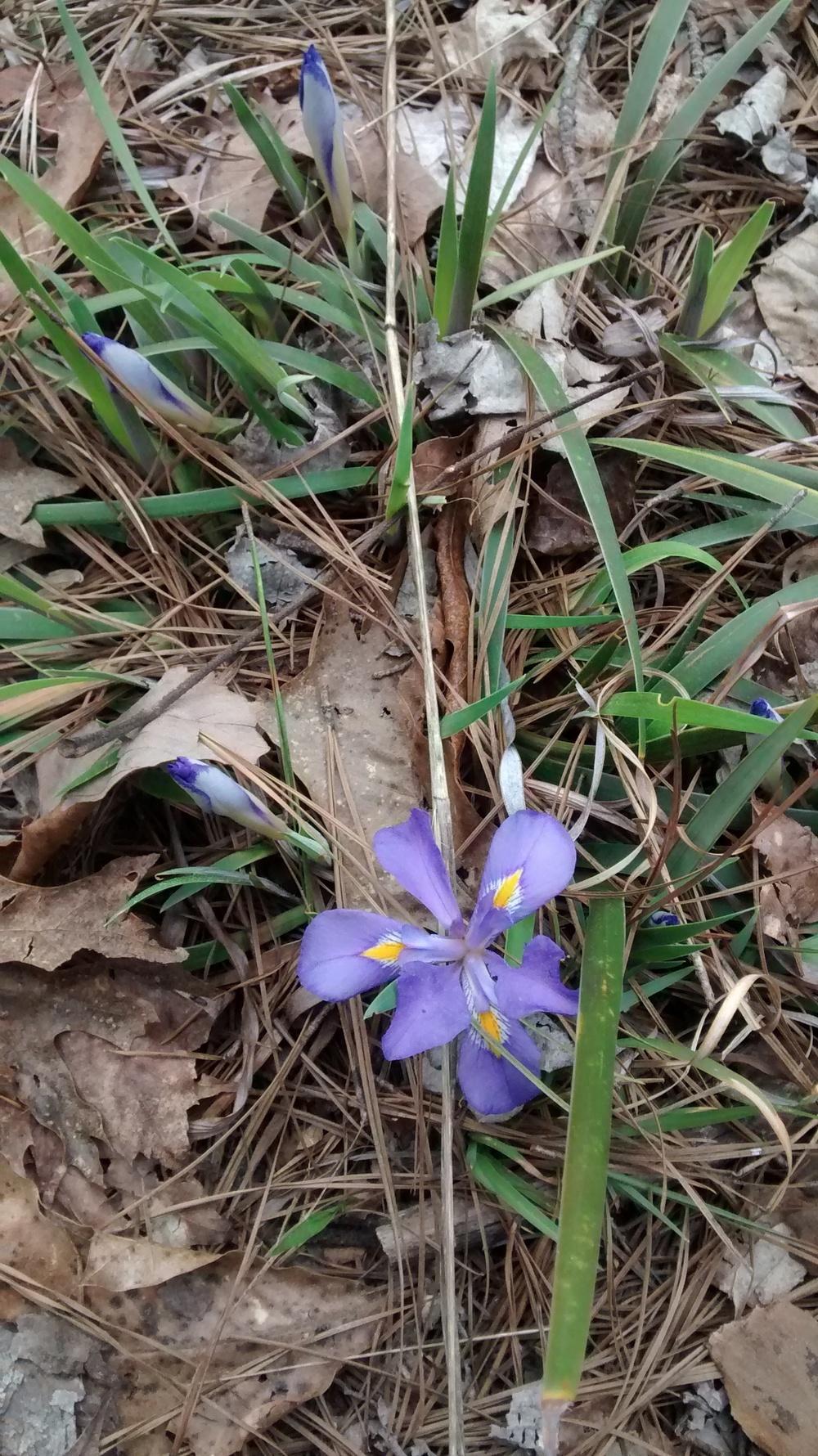 Photo of the bloom of Species Iris (Iris verna var. smalliana) posted ...
