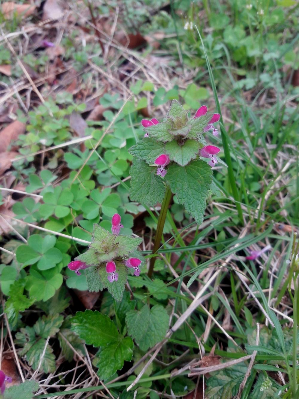 Dead Nettles: Plant Care and Collection of Varieties - Garden.org