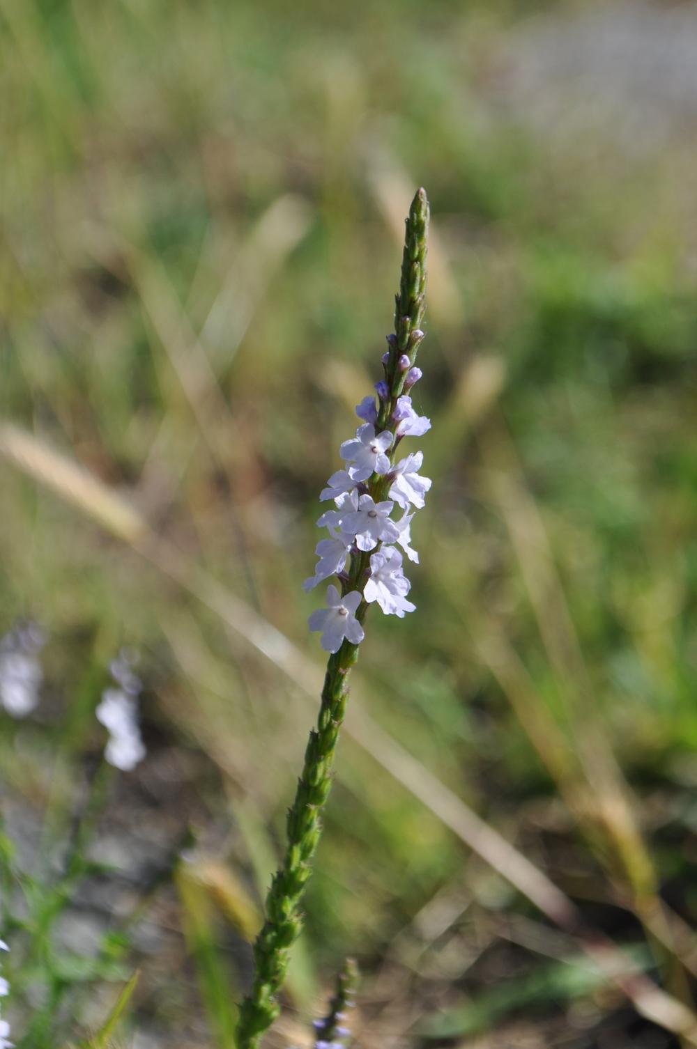 Photo of the bloom of Narrowleaf Vervain (Verbena simplex) posted by ...