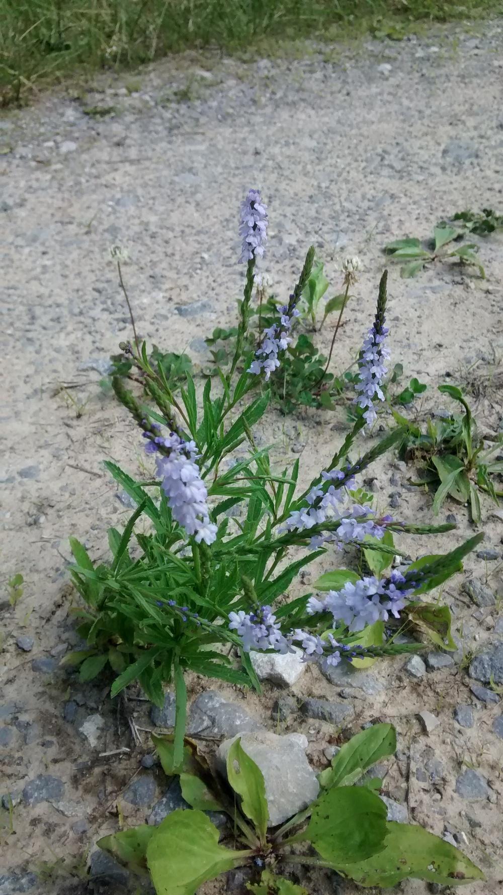 Photo of the entire plant of Narrowleaf Vervain (Verbena simplex ...