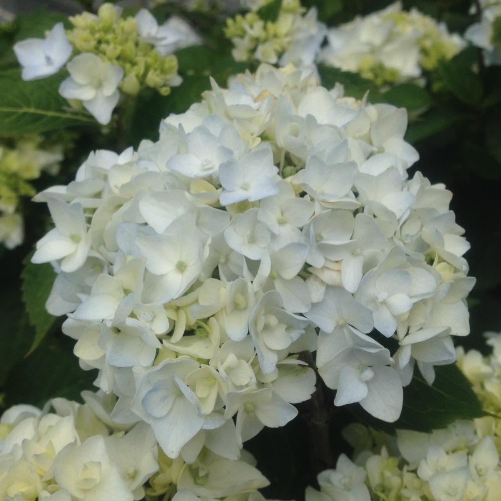 Photo of the bloom of Hydrangea (Hydrangea macrophylla Endless Summer ...
