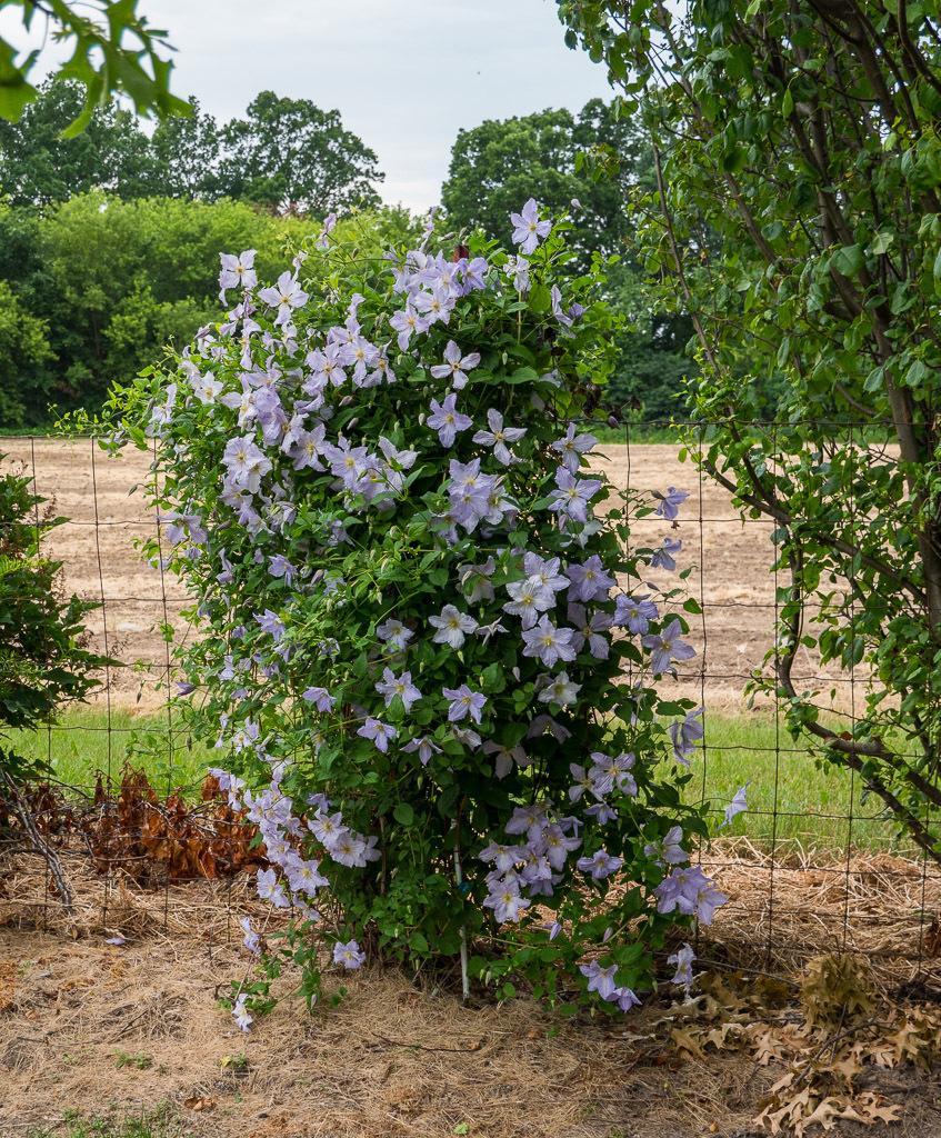 Light blue clematis in the Clematis forum - Garden.org