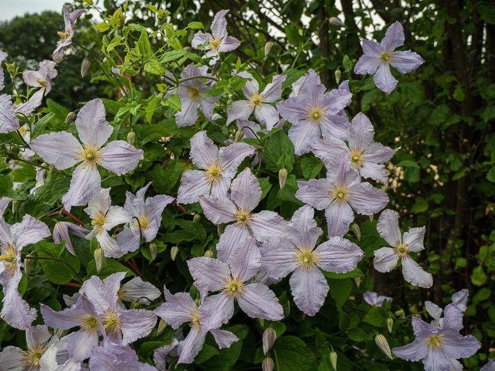 Light blue clematis in the Clematis forum - Garden.org