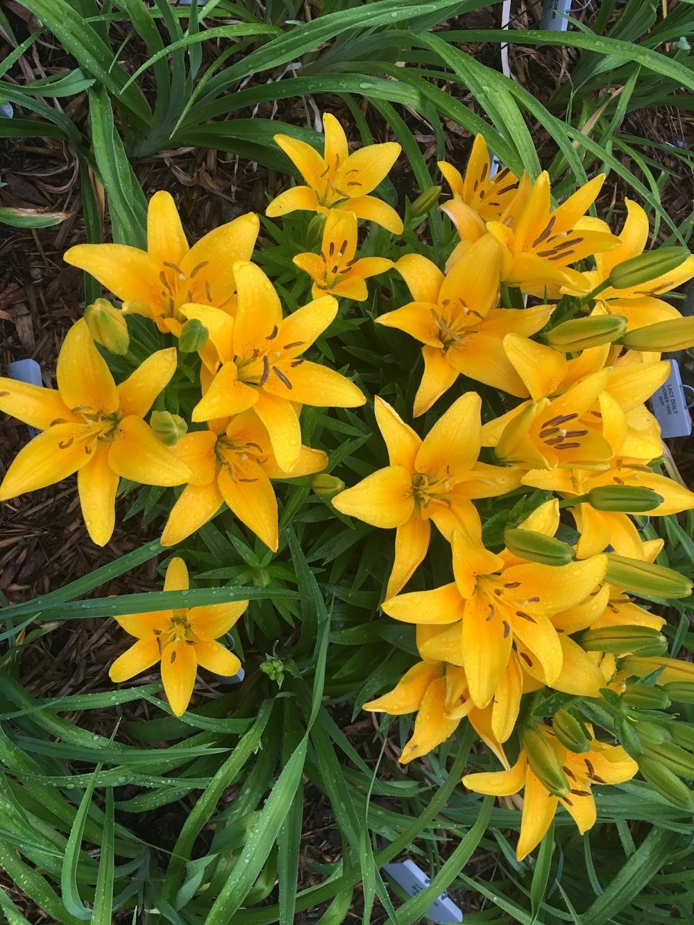 Tiny Bee Asiatic Lily